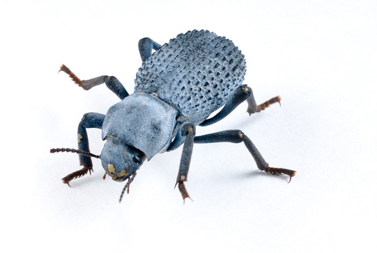 Blue death feigning beetle – David's Beetles