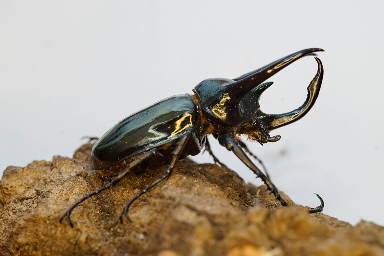 Atlas beetle for sale – David's Beetles