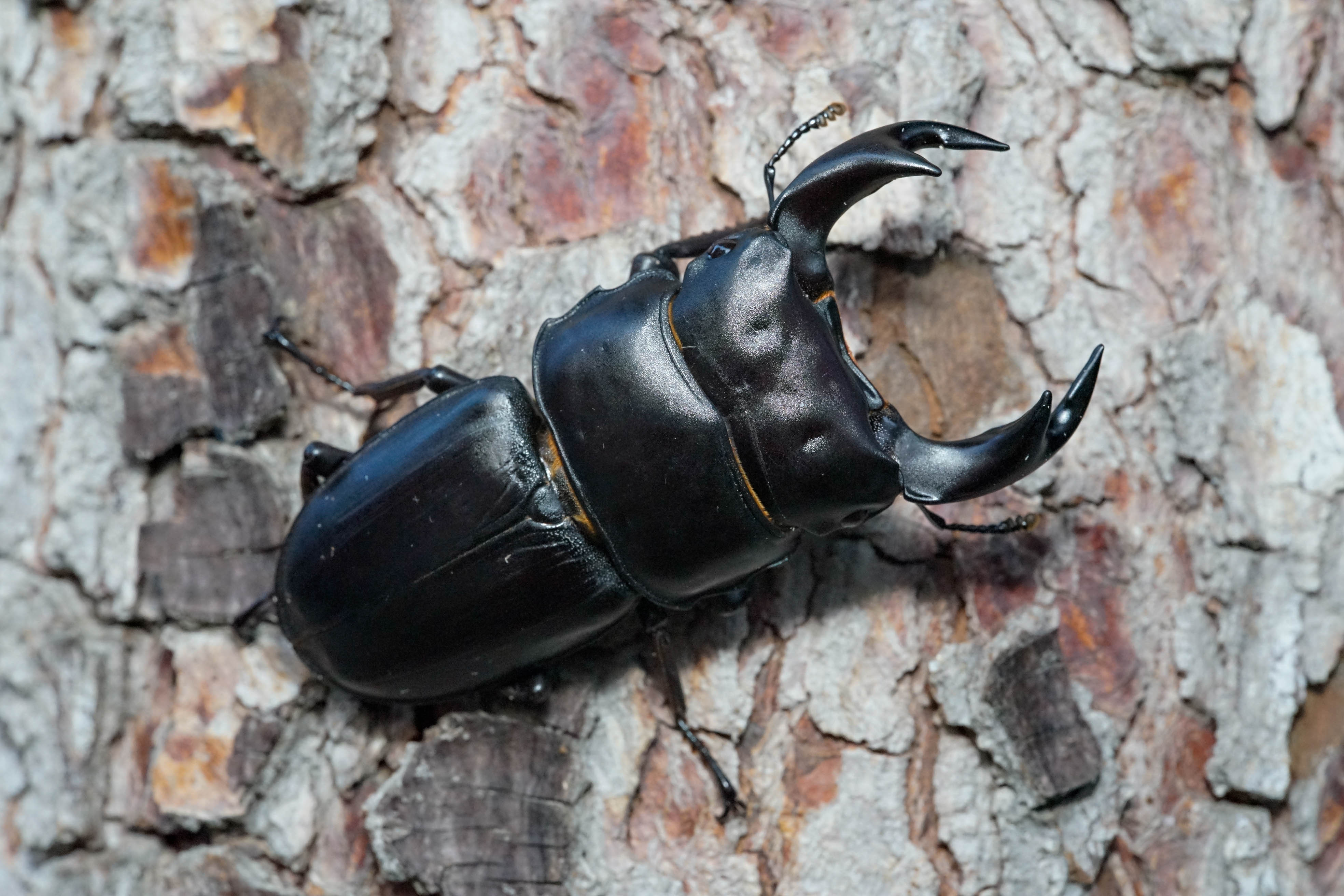stag beetles – Page 2 – David's Beetles