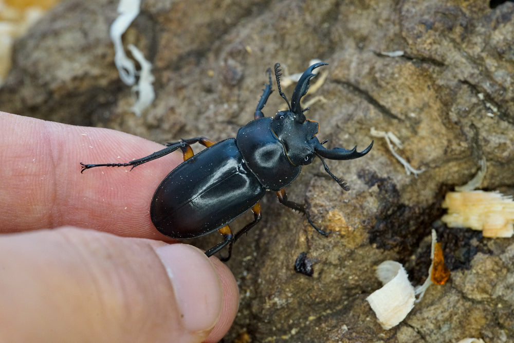 stag beetles – Page 2 – David's Beetles