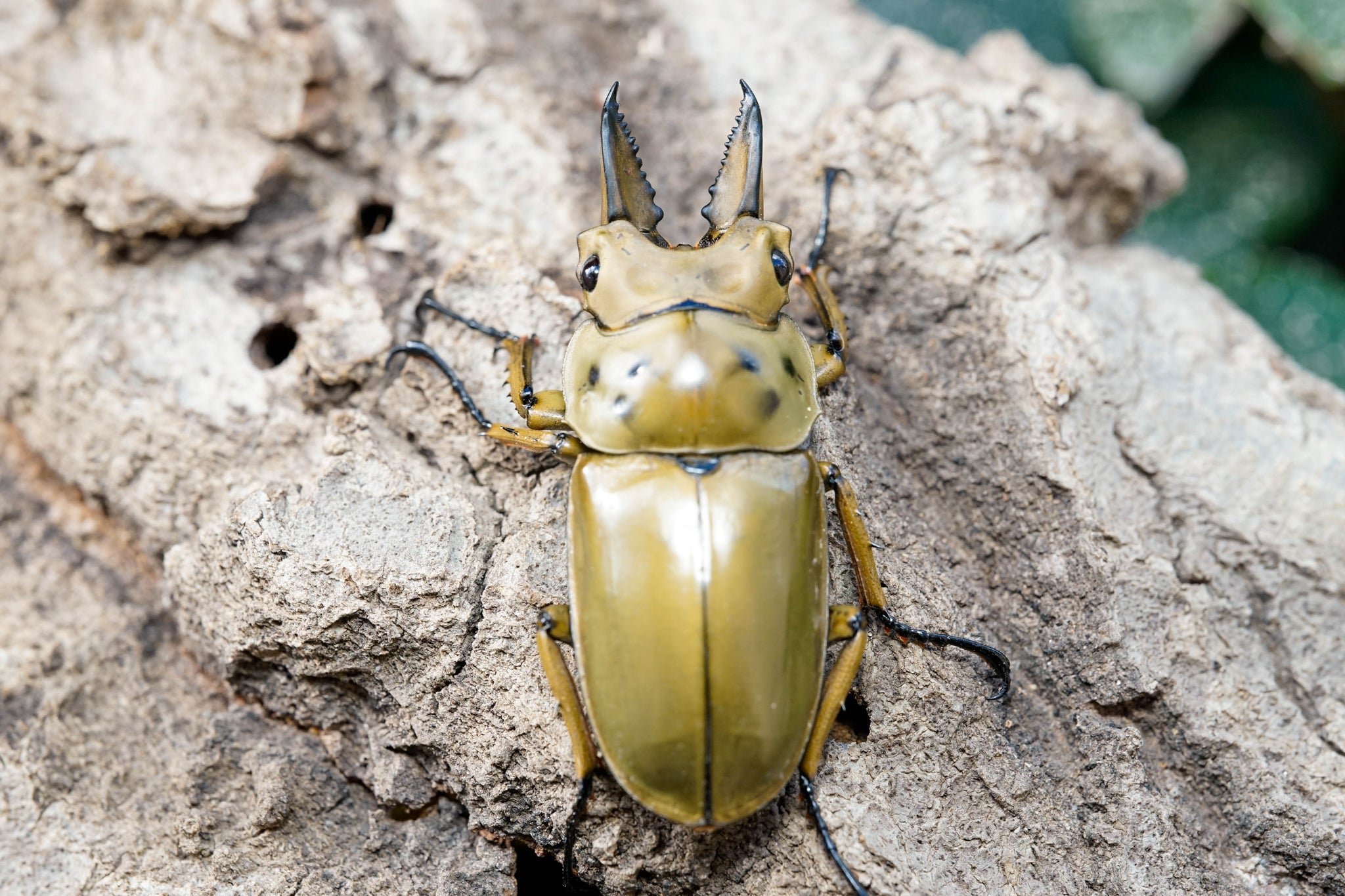 LARVAE: Golden stag beetle (Allotopus moellenkampi babai) – David's Beetles