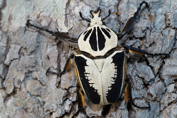 Goliathus regius for sale – David's Beetles