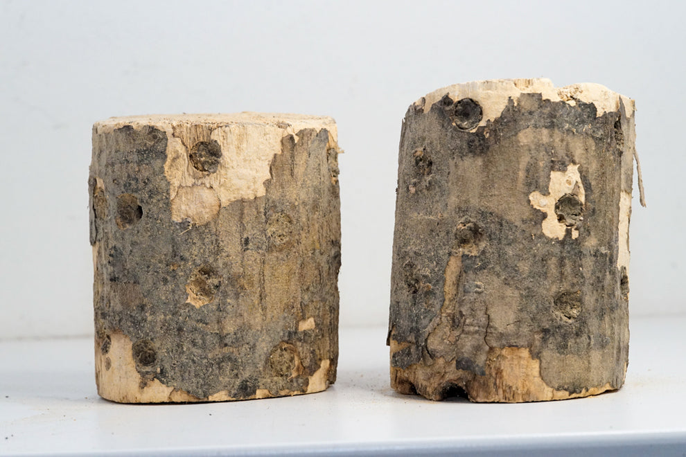 white rotten wood for sale – David's Beetles