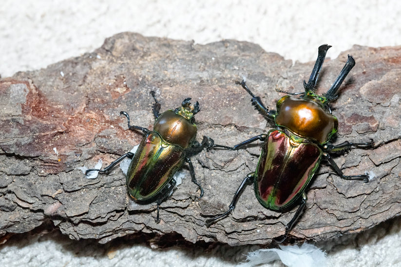 Rainbow stag beetle larva kit – David's Beetles