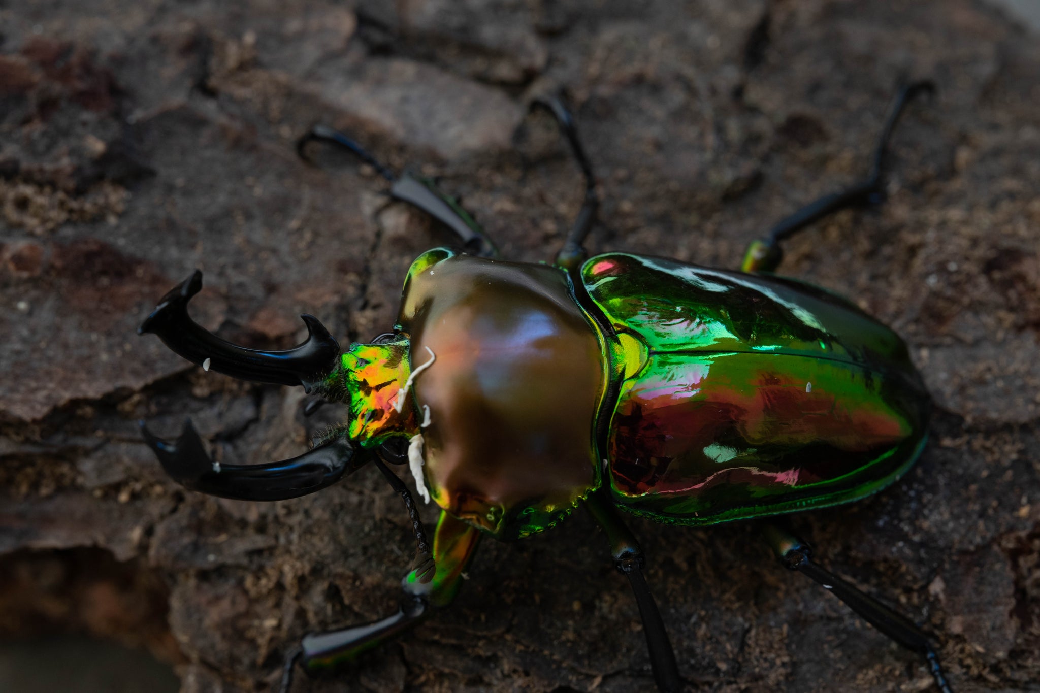 Rainbow stag beetle larva kit – David's Beetles