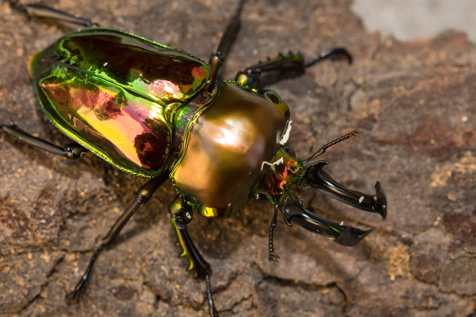 Rainbow stag beetle larva kit – David's Beetles