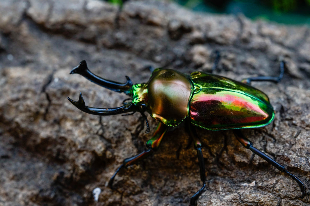 stag beetles – David's Beetles