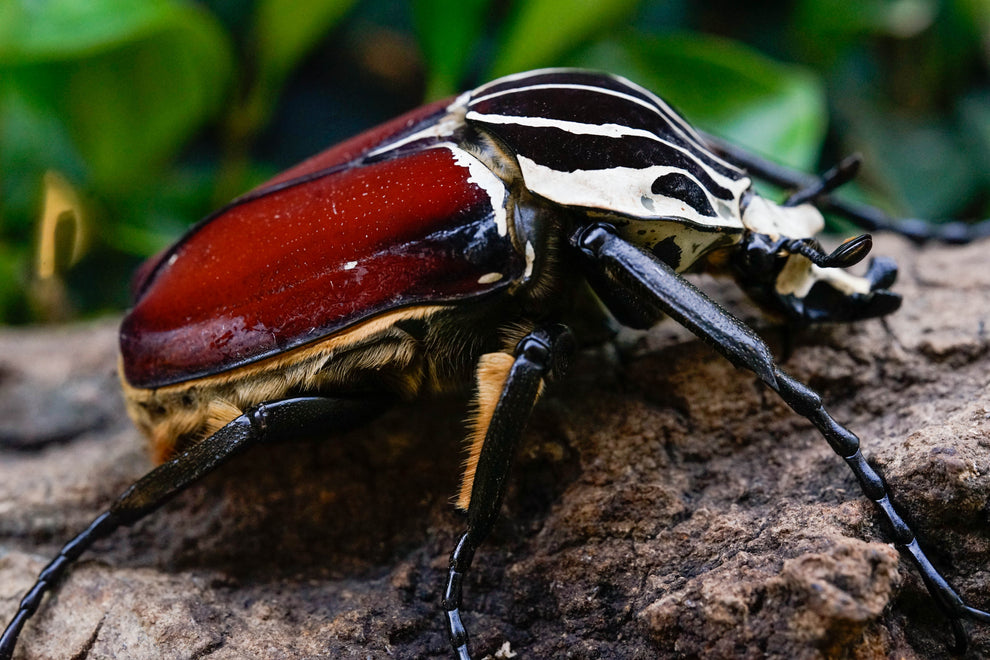 Goliath beetle for sale – David's Beetles