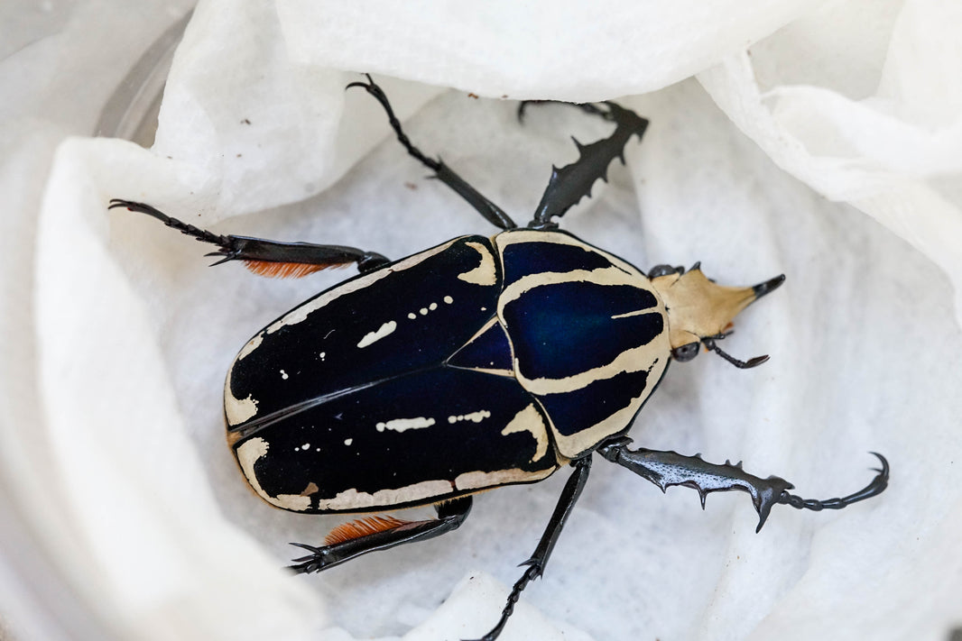 Flower beetles – David's Beetles
