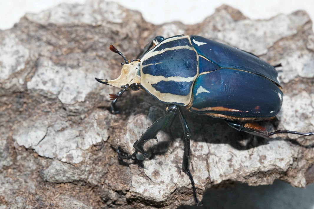 Flower beetles – David's Beetles