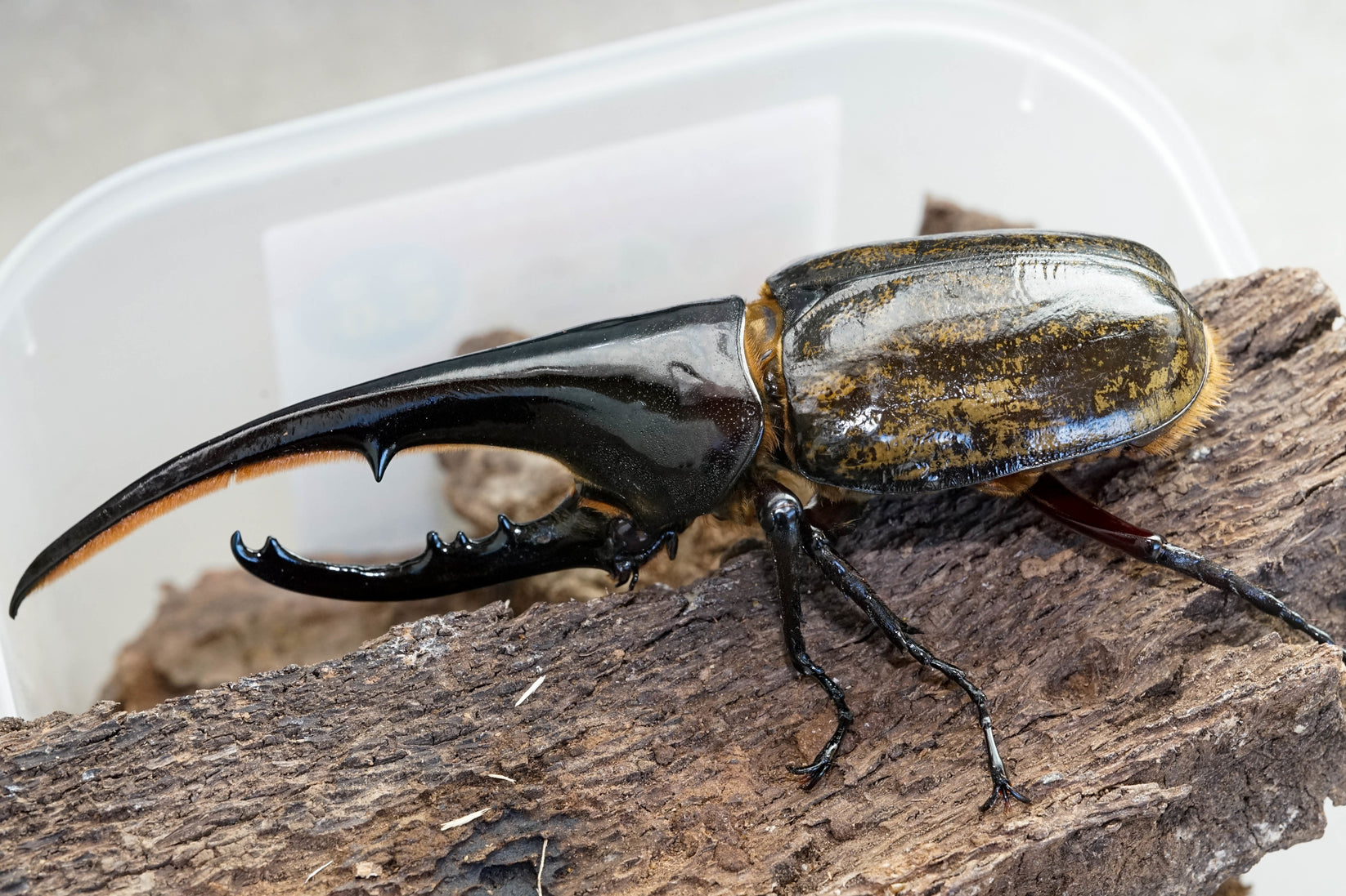 Dynastes Hercules for sale – David's Beetles