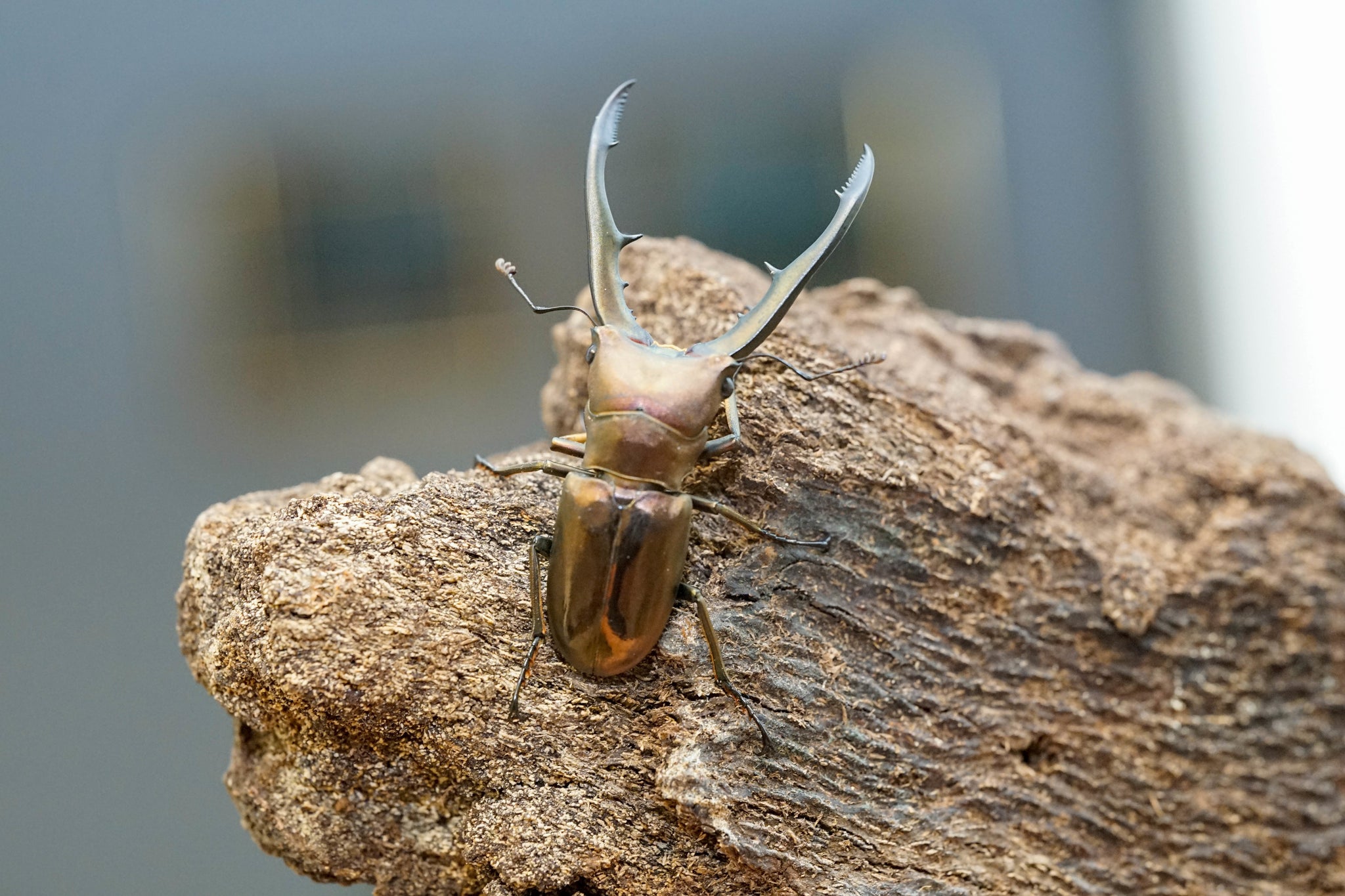 Metallic stag beetle (Cyclommatus metallifer) for sale – David's Beetles