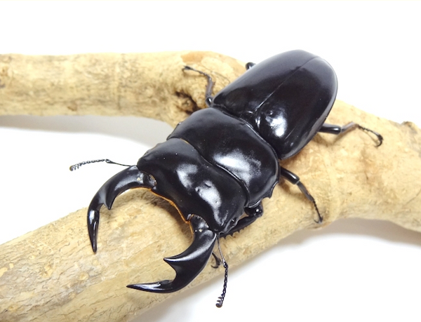 Dorcus antaeus for sale – David's Beetles
