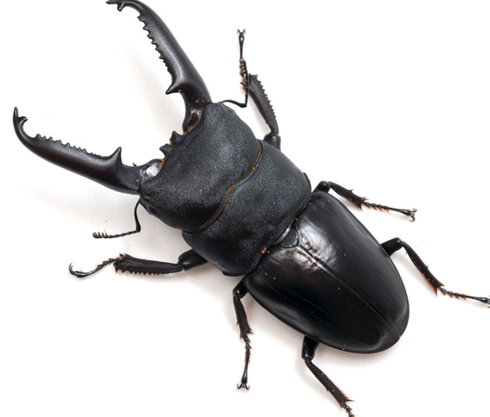 Dorcus titanus for sale – David's Beetles