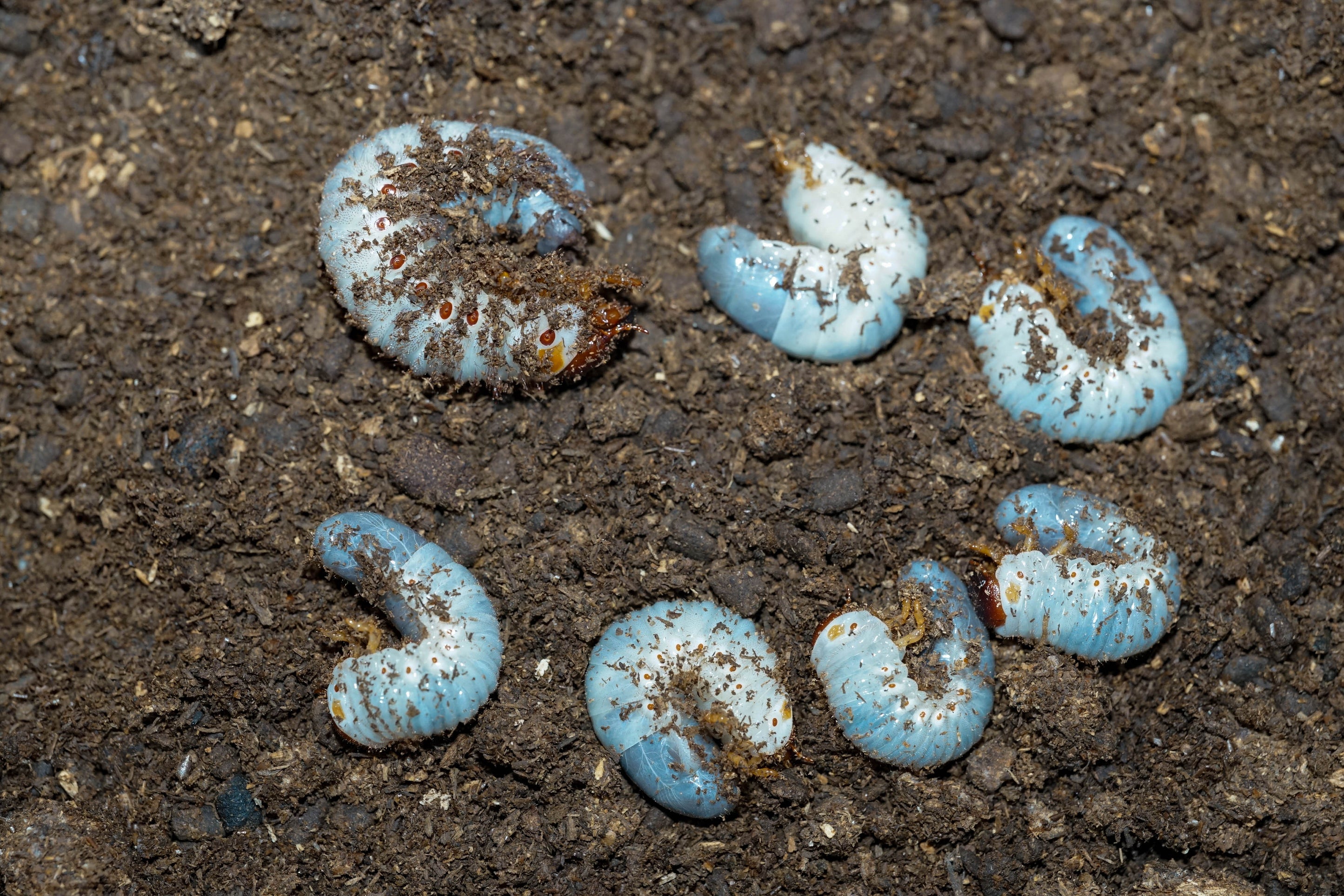 Flake soil – David's Beetles