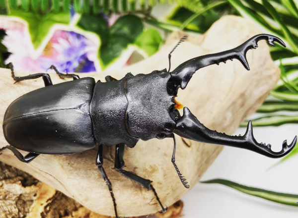 LARVAE: Giraffe stag beetle (Prosopocoilus giraffa keisuke) – David's ...