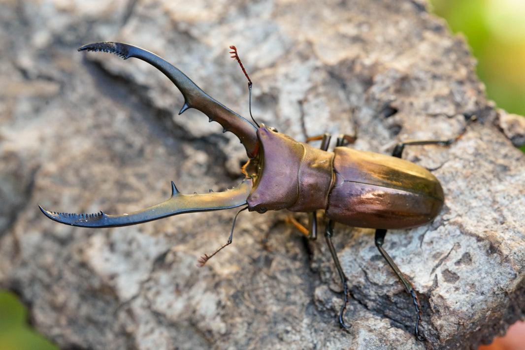 stag beetles – David's Beetles