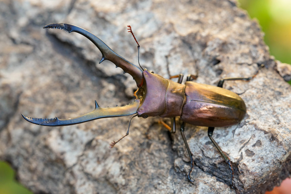 stag beetles – David's Beetles