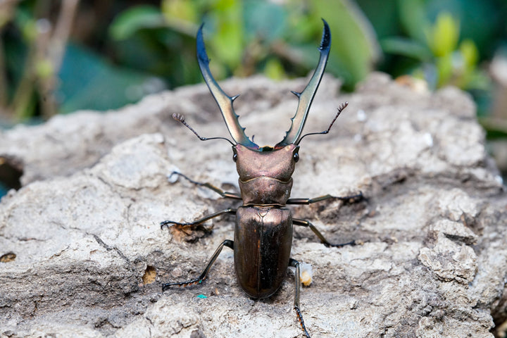 stag beetles – David's Beetles